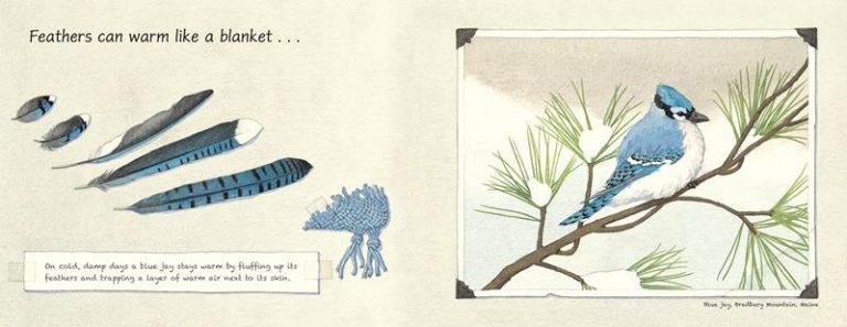 What's That Feather? Great Tools and Books to ID Unknown Feathers - A ...