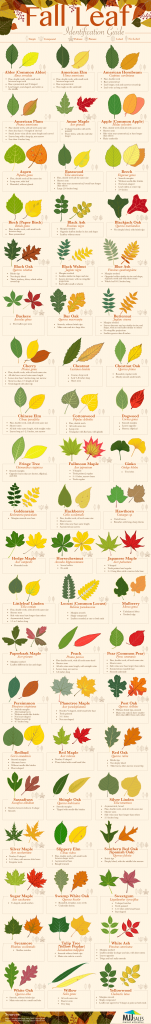 Fall Leaf ID Guide - A Magical Homeschool
