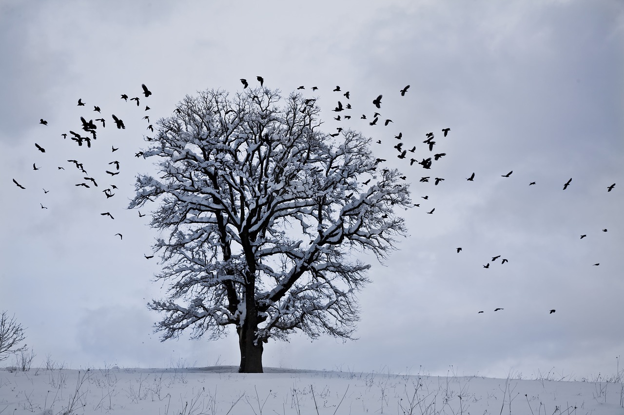 25 Wonderful Ways to do Nature Studies in Winter – Alicia Bayer