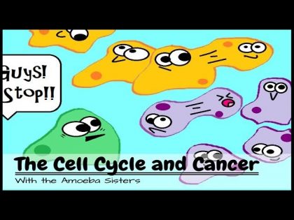 Amoeba Sisters teach biology through fun videos and free handouts - A ...