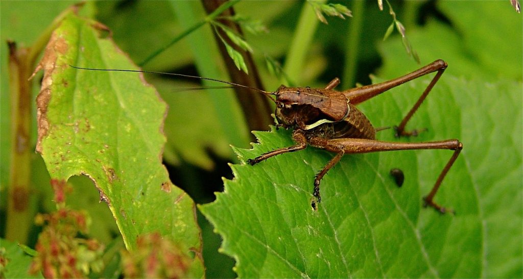 Summer science: Tell the temperature with crickets! - A Magical Homeschool