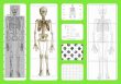 Free printable life-sized child and adult skeletons, skull puzzles and ...