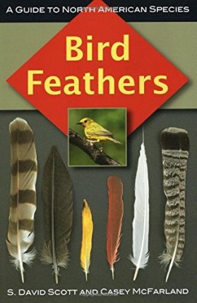 What's That Feather? Great Tools and Books to ID Unknown Feathers - A ...