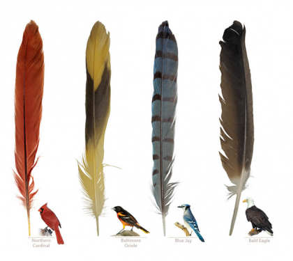 What's That Feather? Great Tools and Books to ID Unknown Feathers - A ...