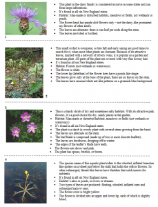 FREE Printable Botany Plant Quiz Cards! - A Magical Homeschool