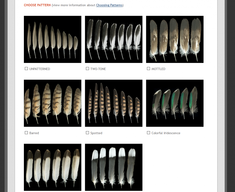 What's That Feather? Great Tools and Books to ID Unknown Feathers - A ...