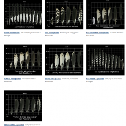 What's That Feather? Great Tools and Books to ID Unknown Feathers - A ...