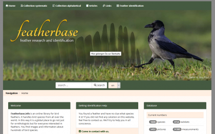 What's That Feather? Great Tools and Books to ID Unknown Feathers - A ...