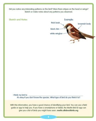 Free Printable Bird Guide - A Magical Homeschool