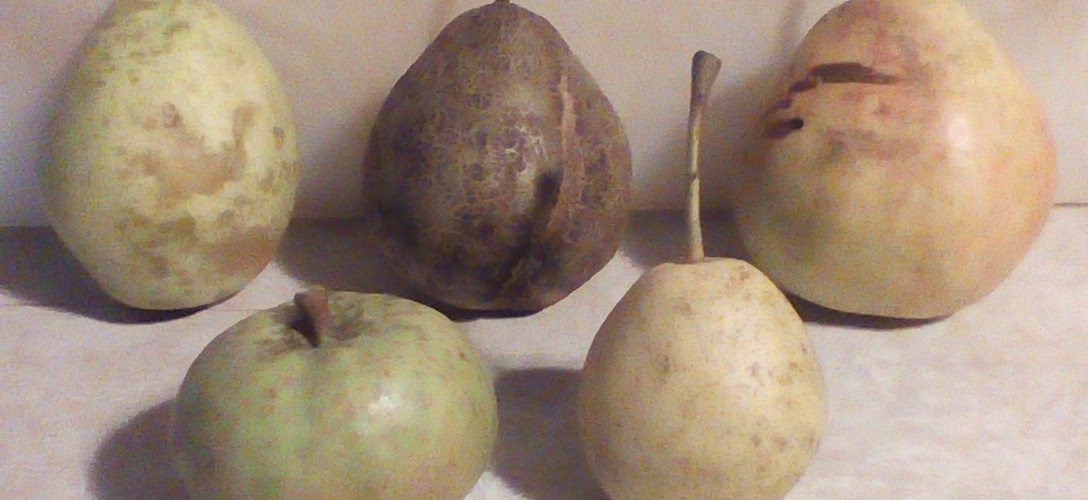 A Magical Life – Passing on traditional skills like foraging, cooking ...