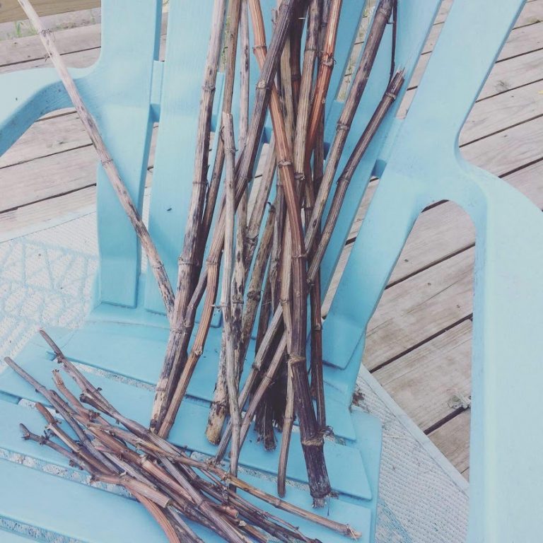 Cooking with Dock Seeds - A Magical Life